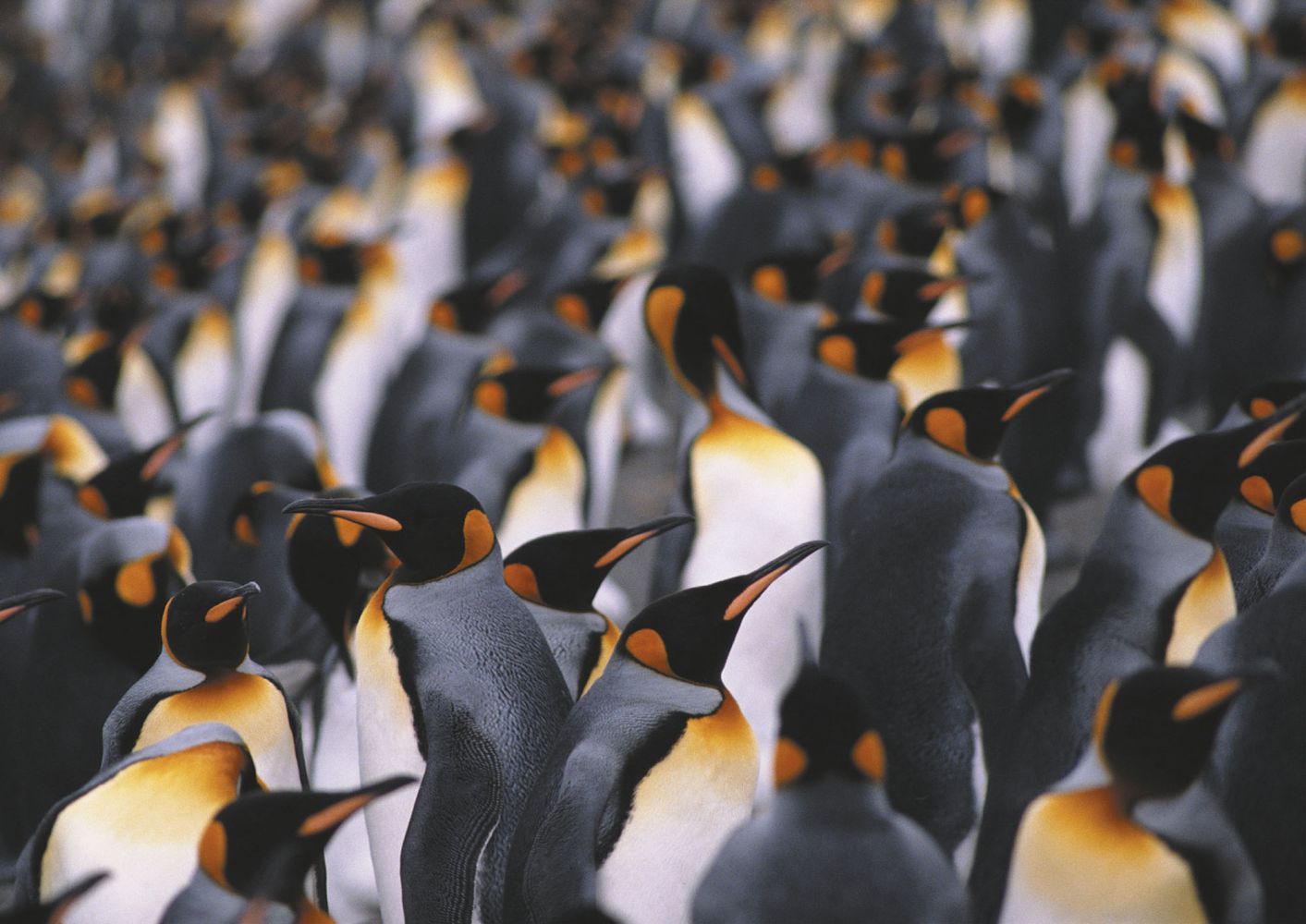 Repræsentationsudgifter - Attent